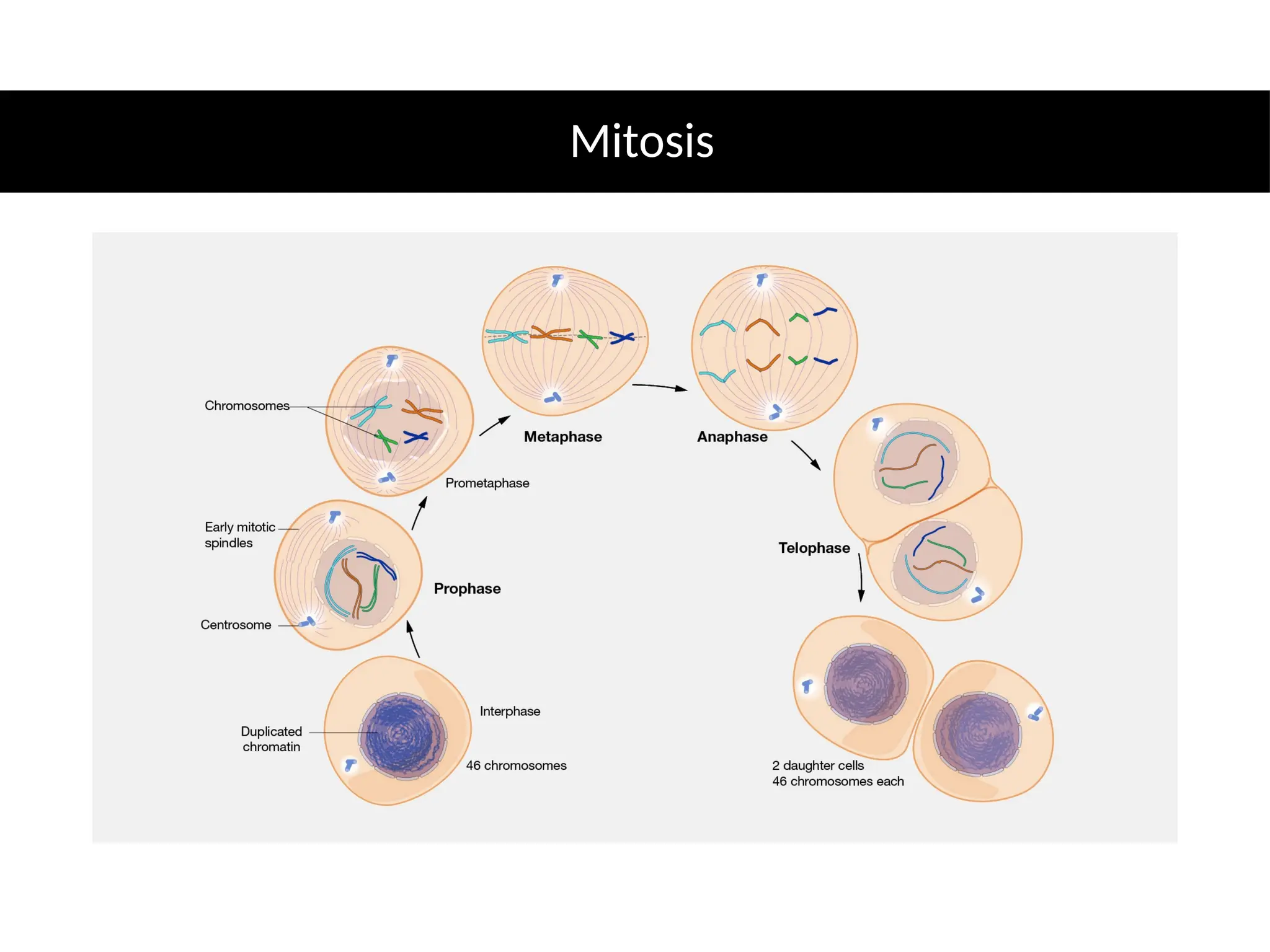 Understanding the Cell Cycle: Mitosis and Meiosis | PPTX