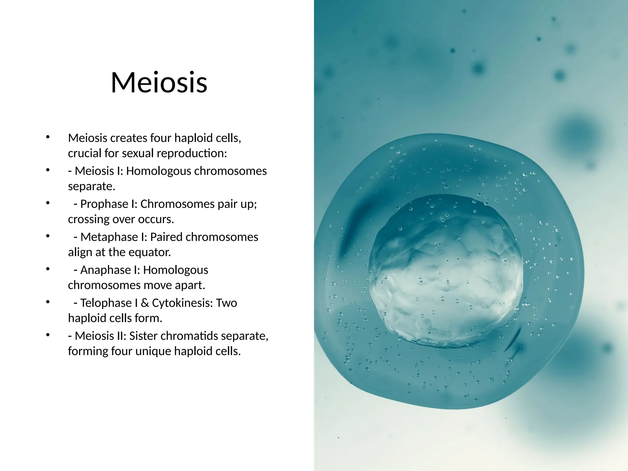 Understanding the Cell Cycle: Mitosis and Meiosis | PPTX