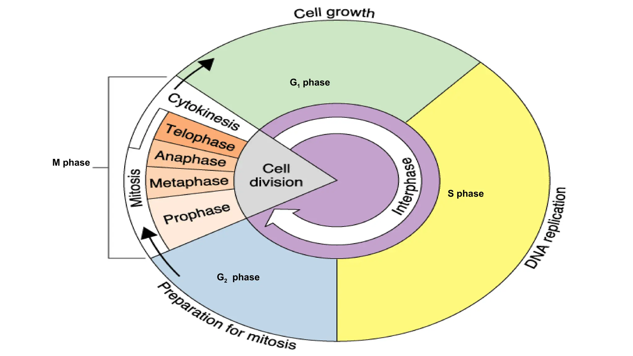CELL CYCLE pt.2.pptx not all mine but I would like to share. | PPT