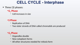 CELL CYCLE pt.2.pptx not all mine but I would like to share. | PPT