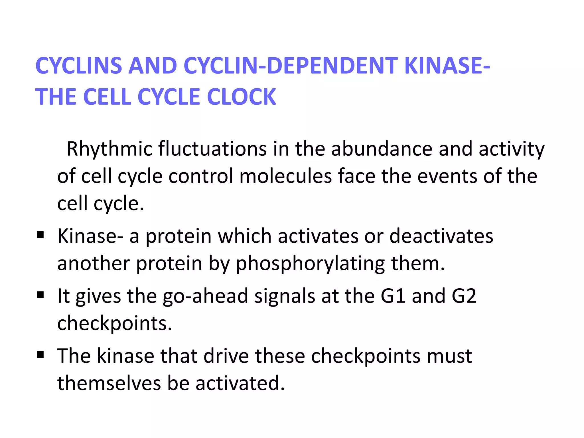 Cell cycle regulation | PPTX | Biological Sciences | Science