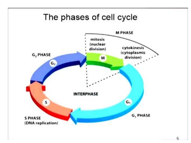 Cell cycle regulation | PPTX | Biological Sciences | Science