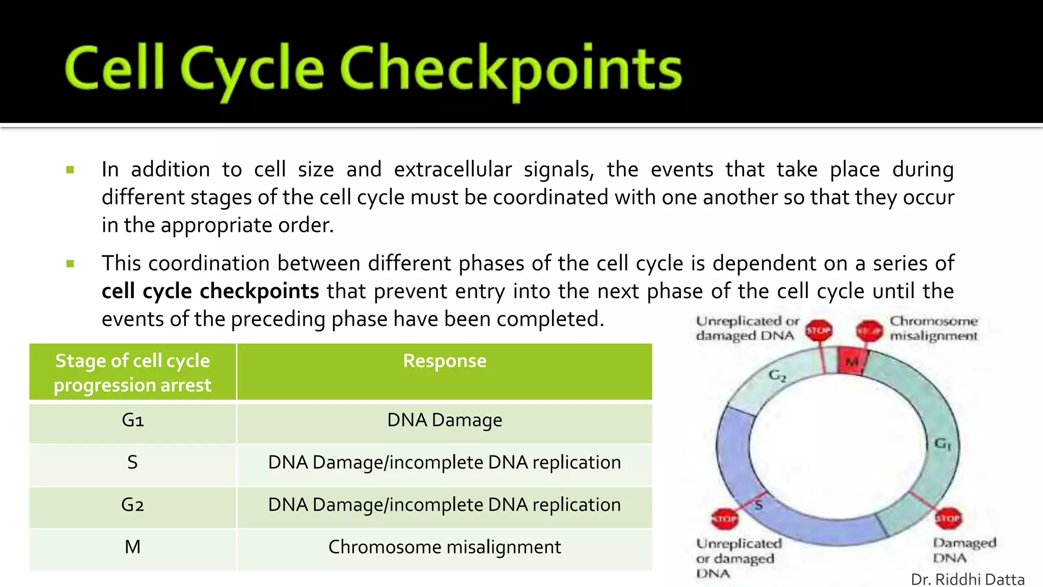 Cell cycle regulation | PPTX