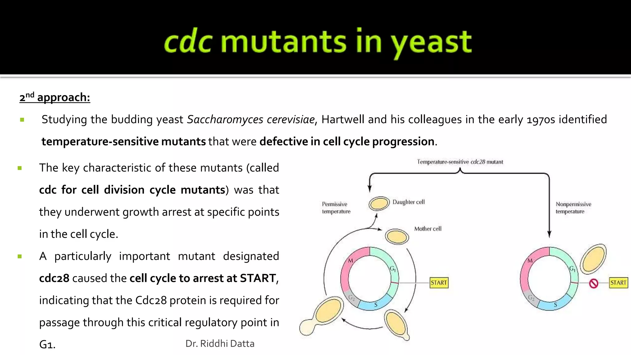Cell cycle regulation | PPTX