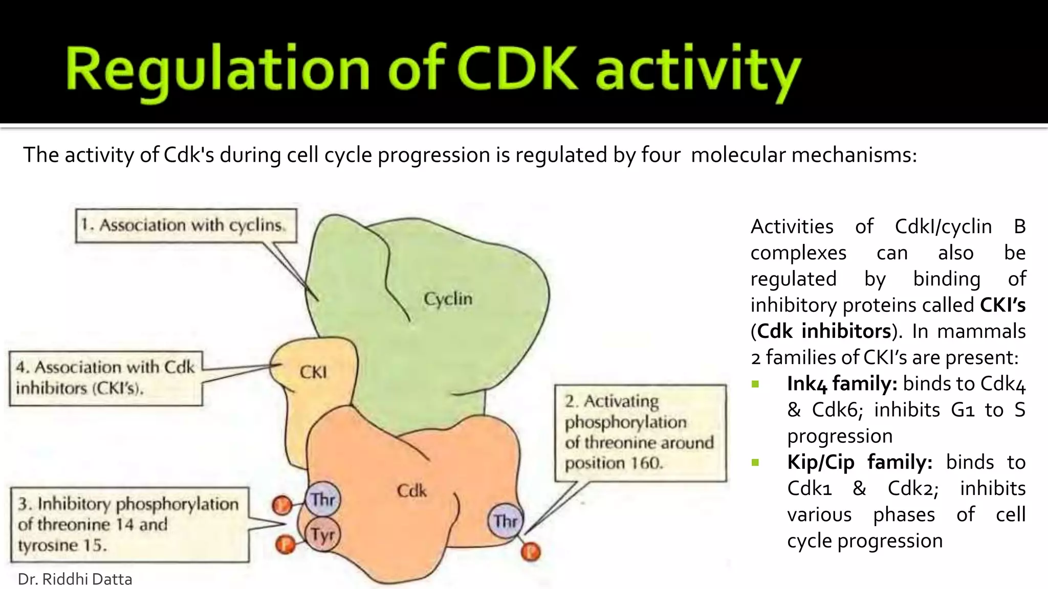 Cell cycle regulation | PPTX