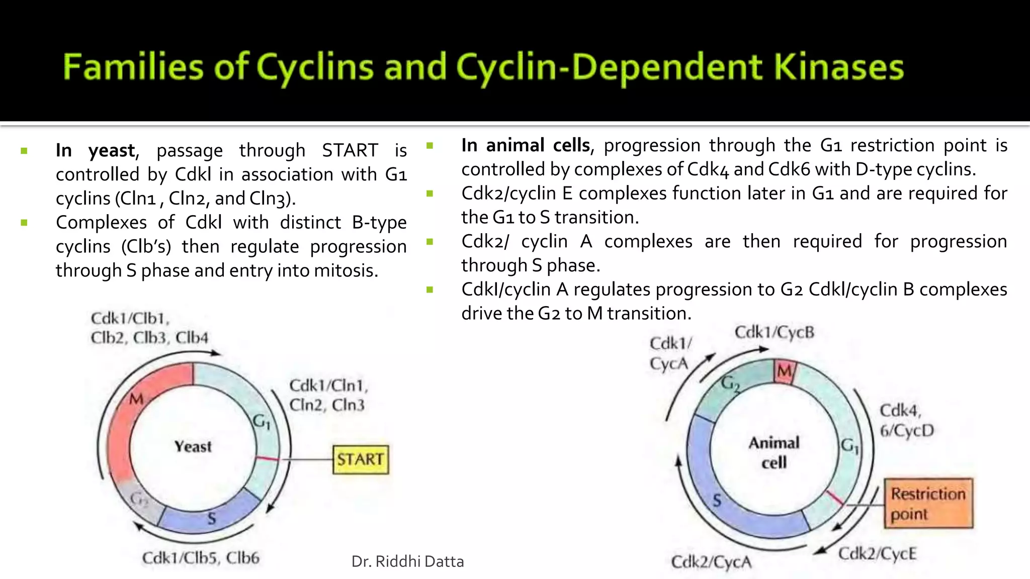 Cell cycle regulation | PPTX