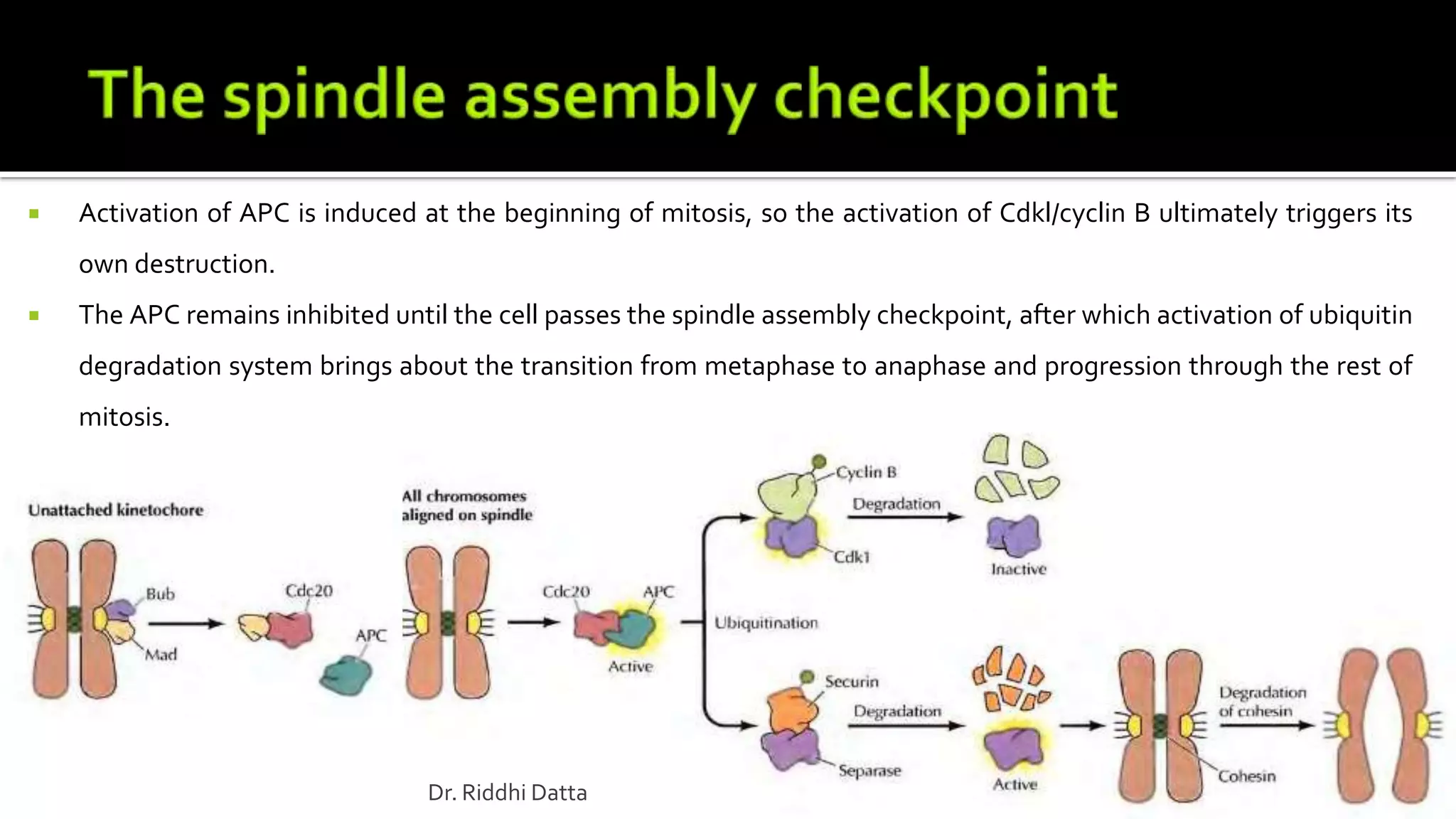 Cell cycle regulation | PPTX