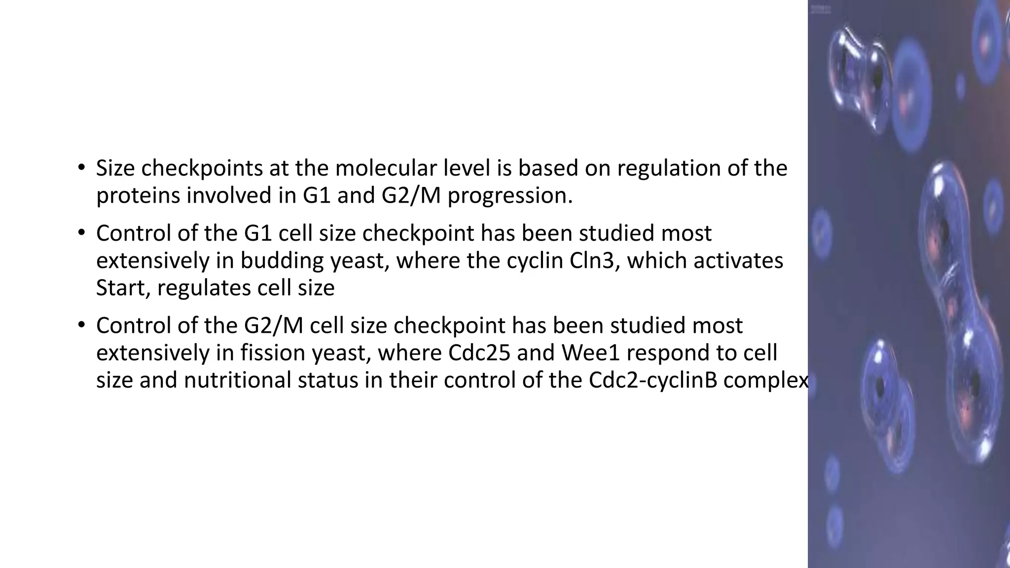 Cell cycle regulation | PPTX