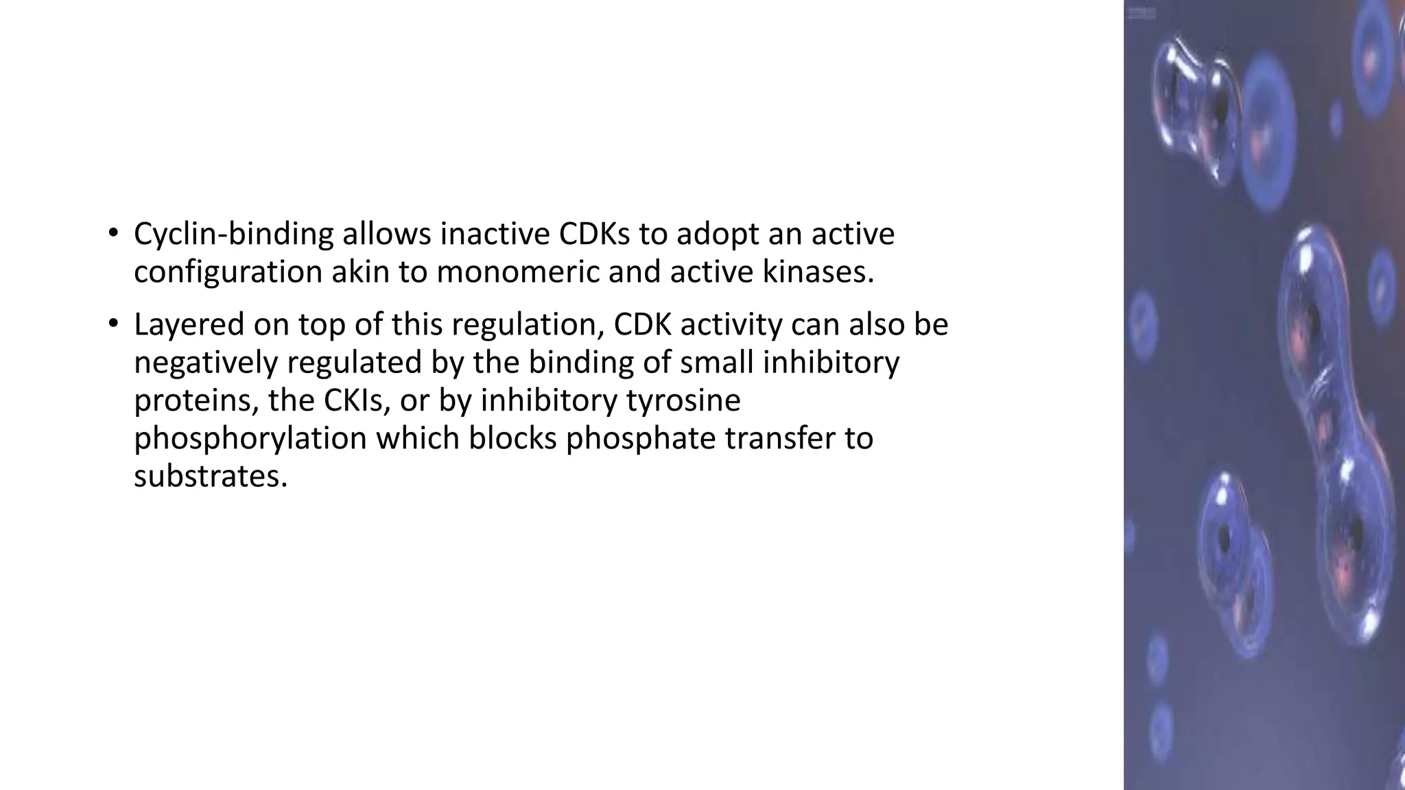 Cell cycle regulation | PPTX