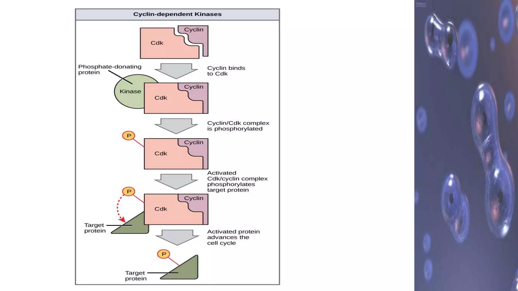 Cell cycle regulation | PPTX