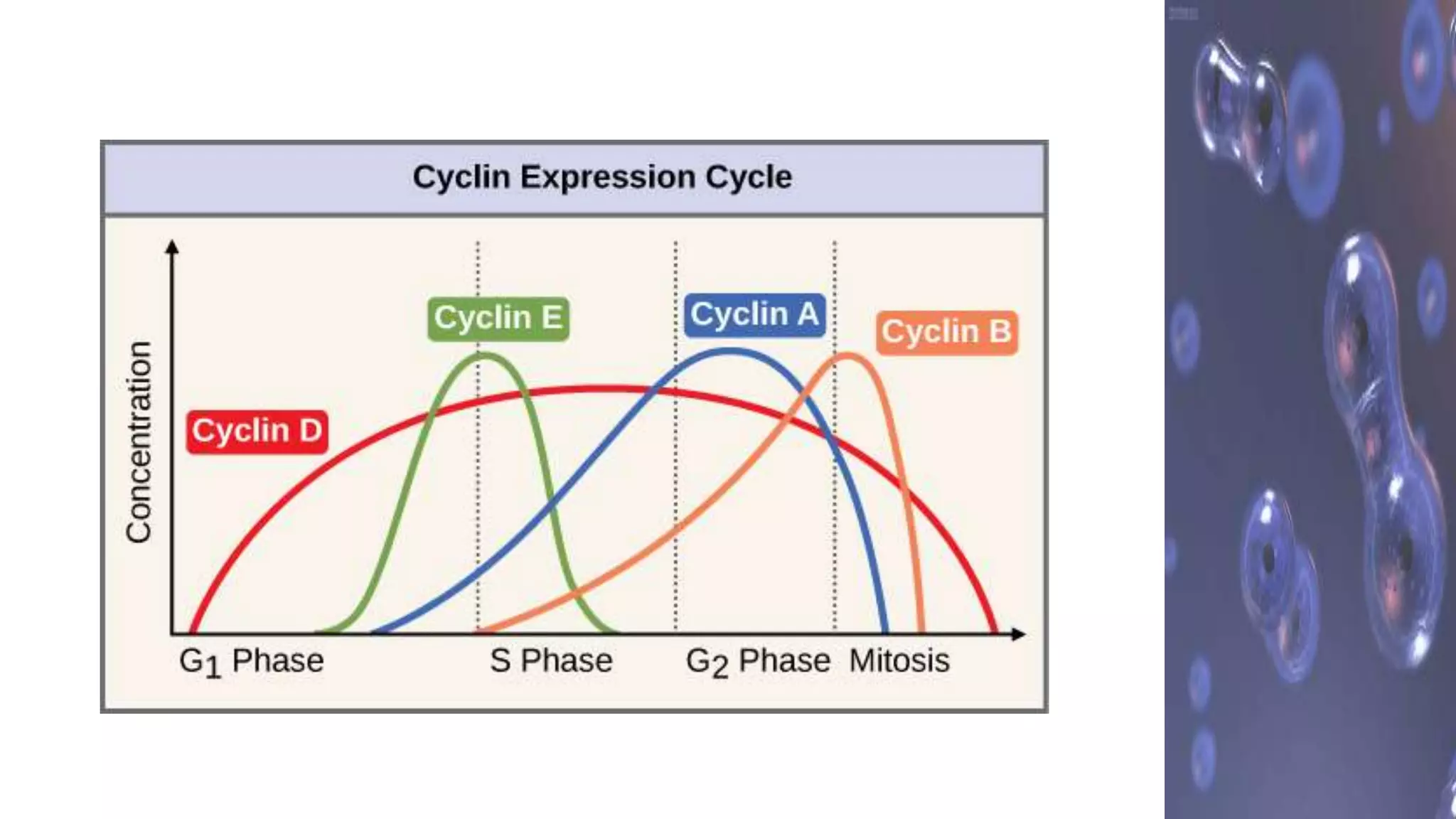 Cell cycle regulation | PPTX
