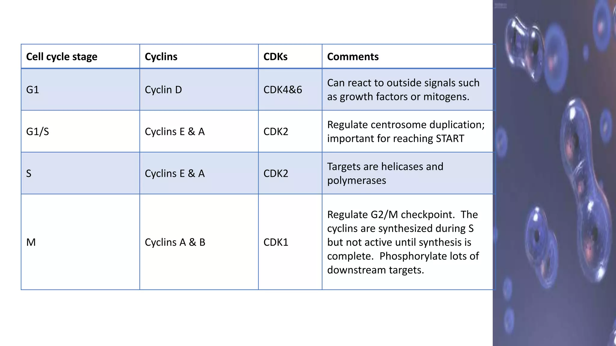 Cell cycle regulation | PPTX