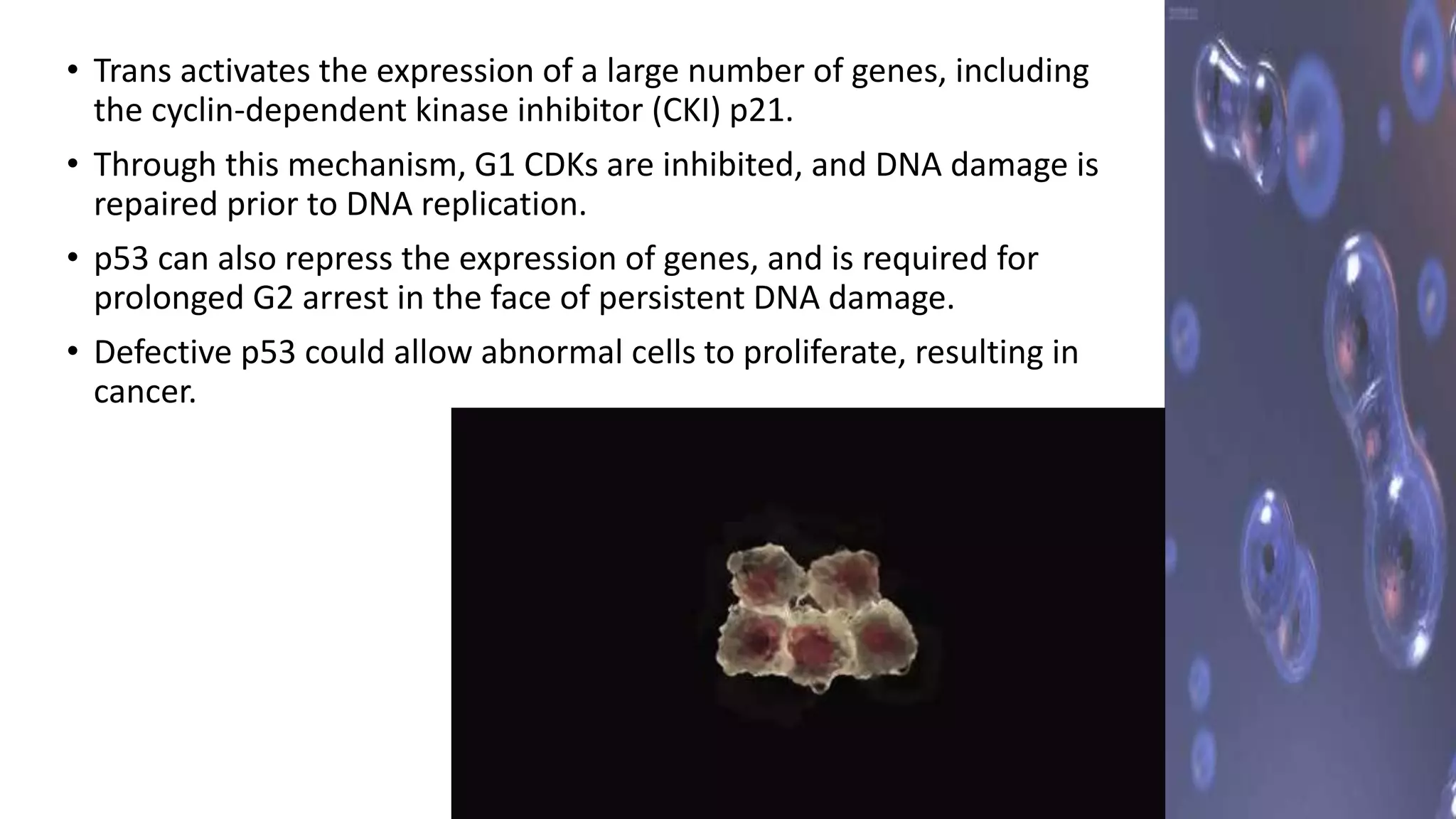 Cell cycle regulation | PPTX
