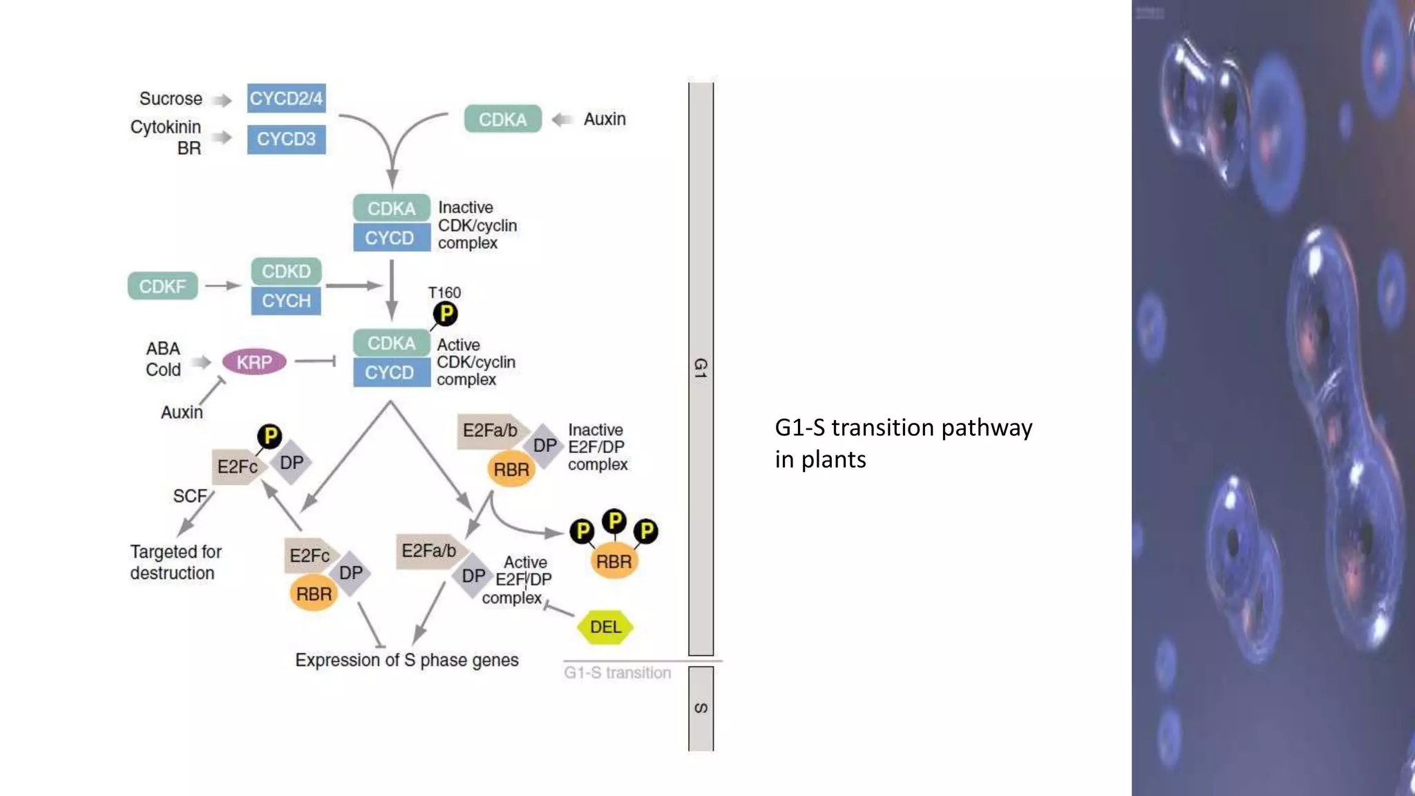 Cell Cycle Regulation Pptx