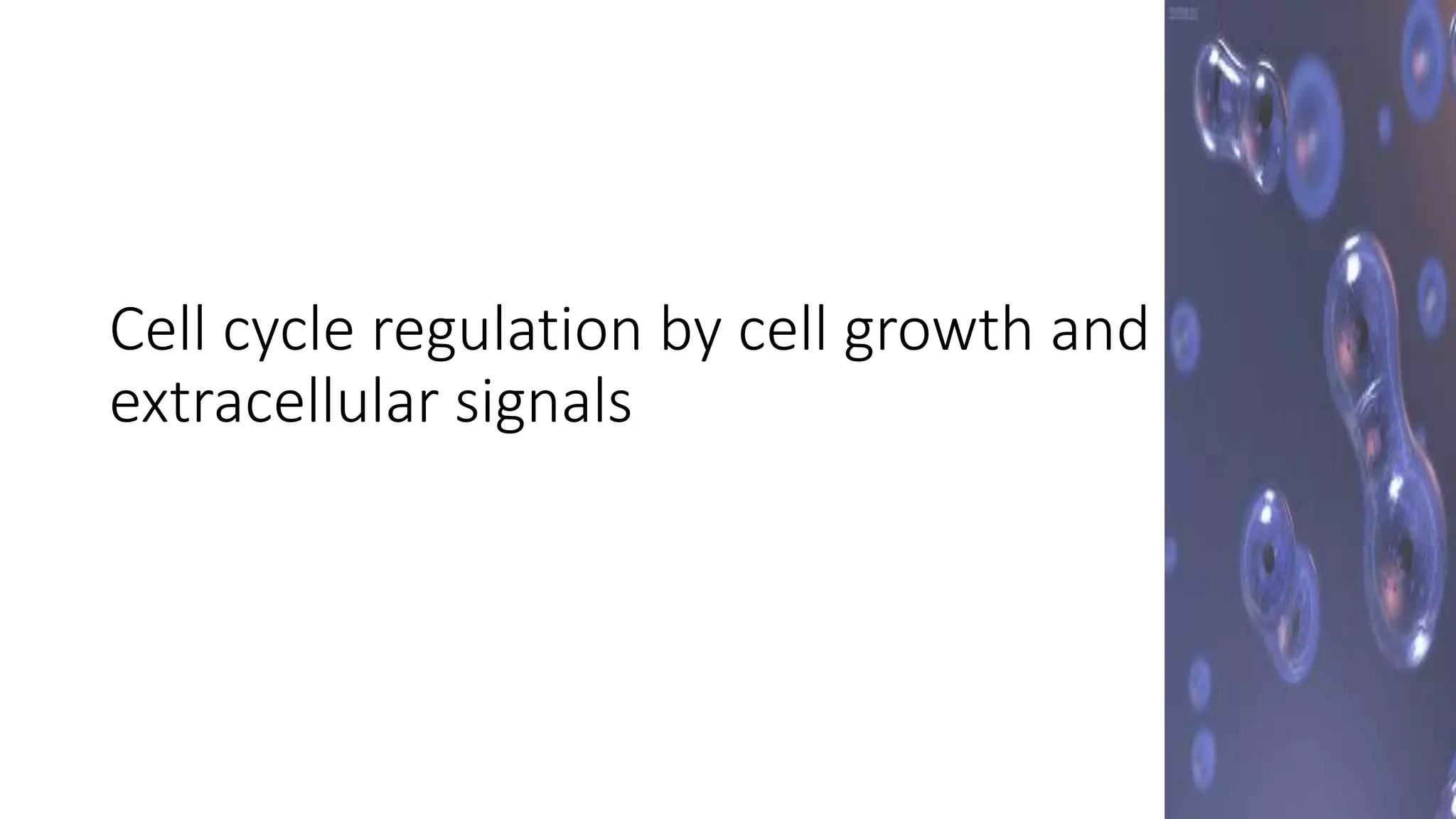 Cell cycle regulation | PPTX