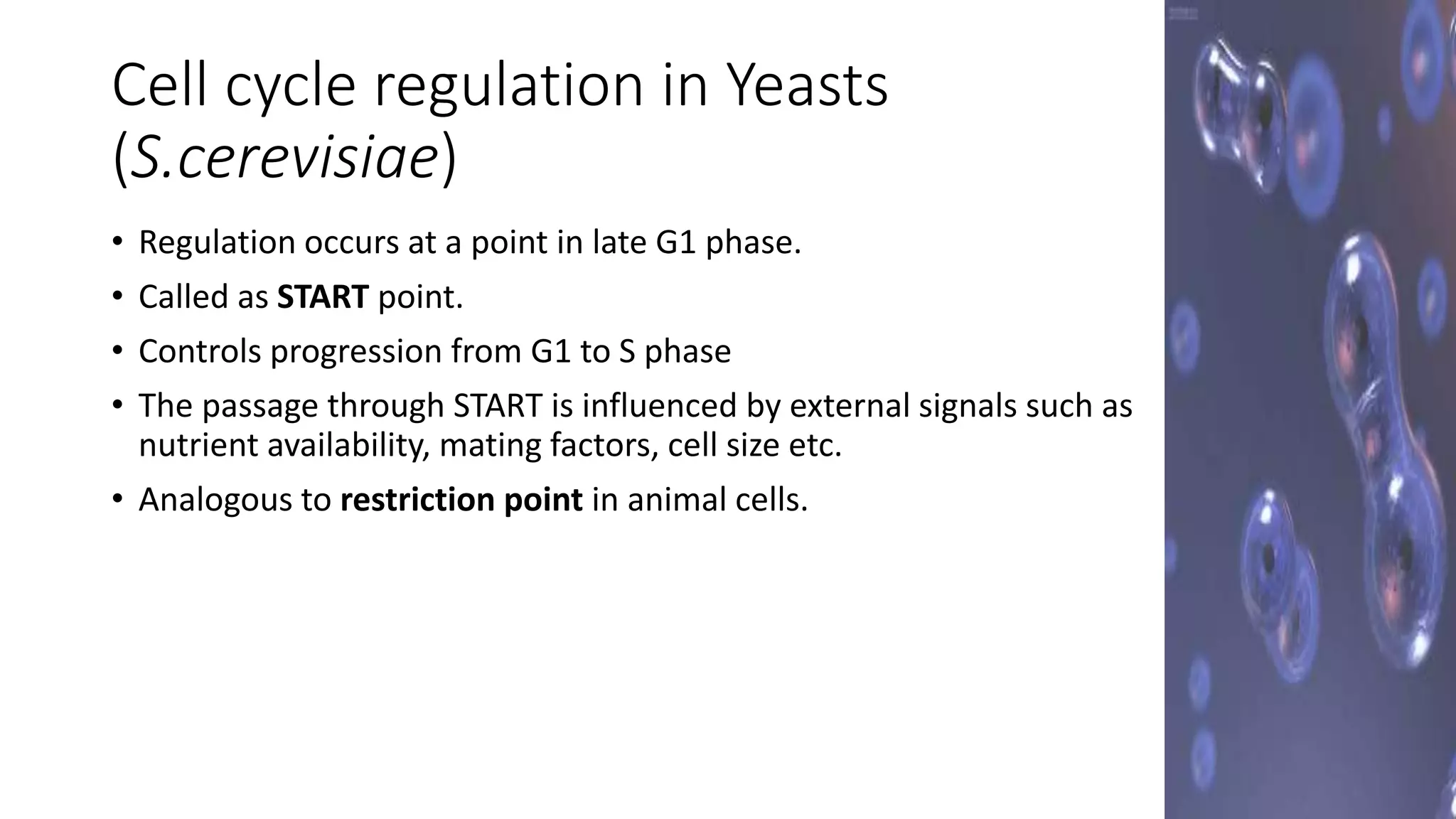 Cell cycle regulation | PPTX