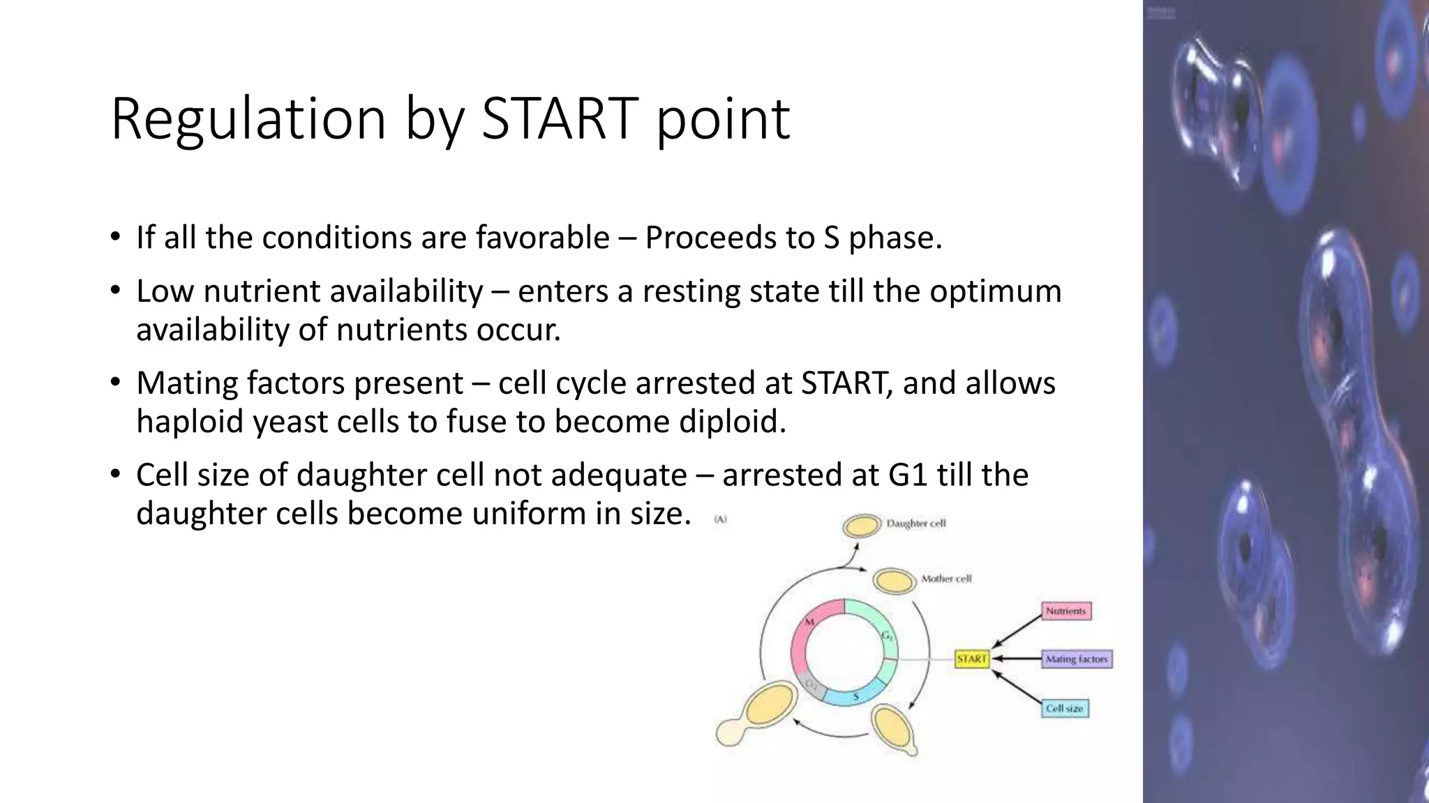 Cell cycle regulation | PPTX
