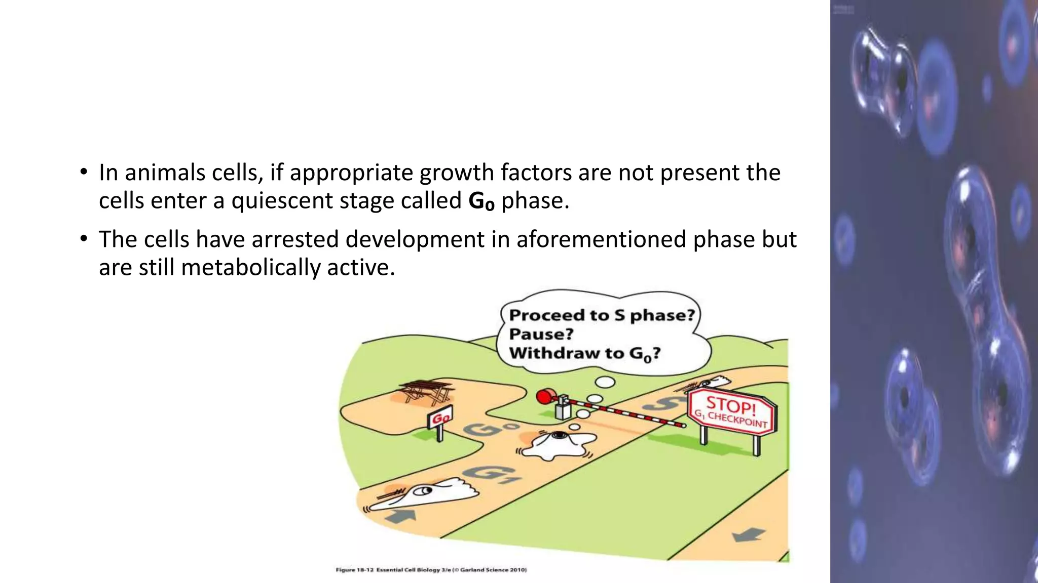 Cell cycle regulation | PPTX