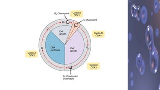 Cell cycle regulation | PPTX