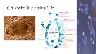 Cell cycle regulation | PPTX