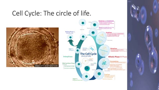 Cell cycle regulation | PPTX