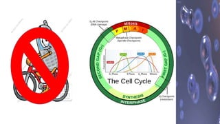 Cell cycle regulation | PPTX