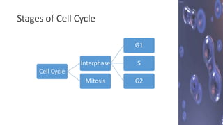 Cell cycle regulation | PPTX
