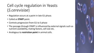 Cell cycle regulation | PPTX