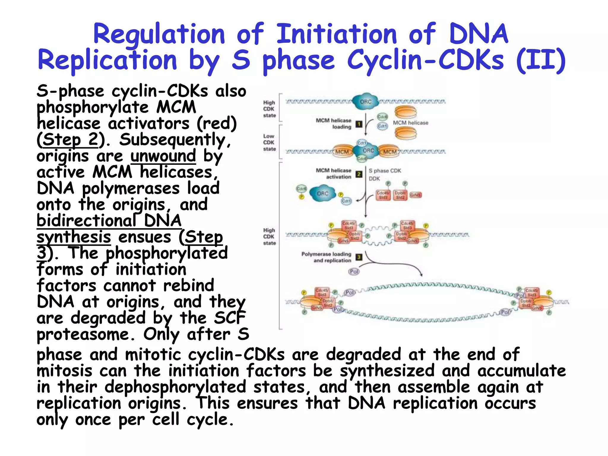 cell cycle regulation.ppt