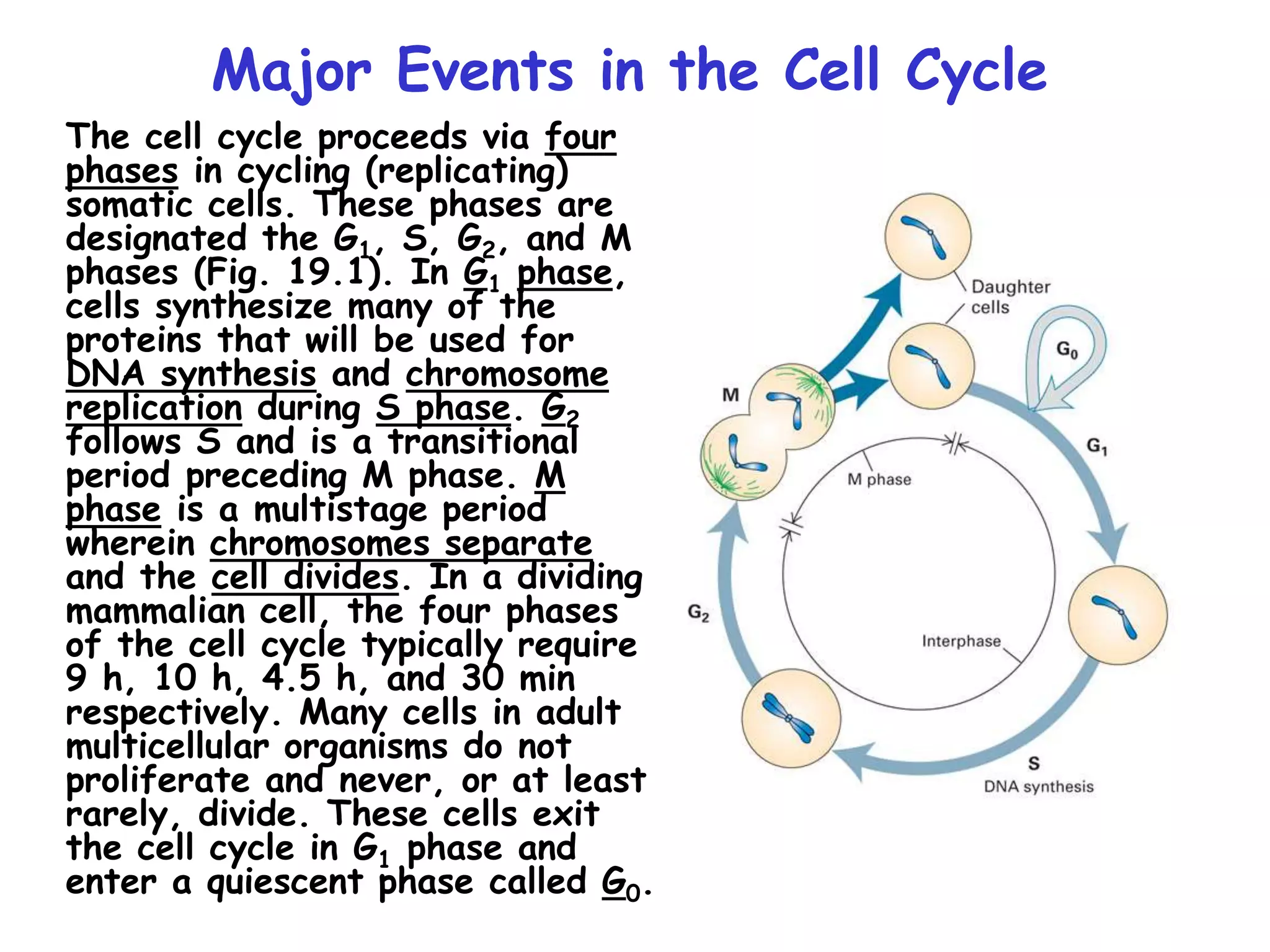 cell cycle regulation.ppt