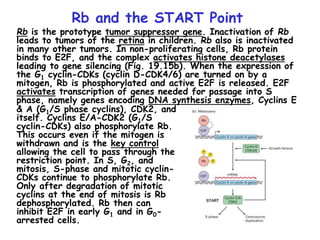 cell cycle regulation.ppt
