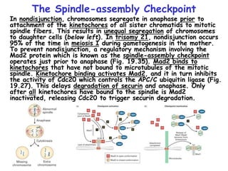 cell cycle regulation.ppt