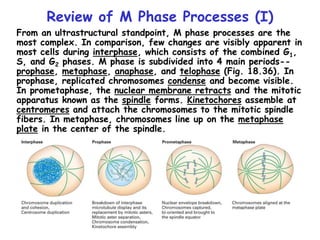 cell cycle regulation.ppt