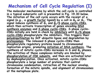cell cycle regulation.ppt