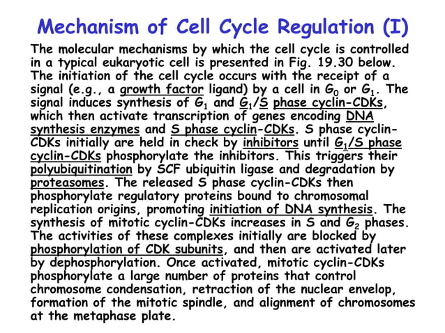 cell cycle regulation.ppt | Biological Sciences | Science