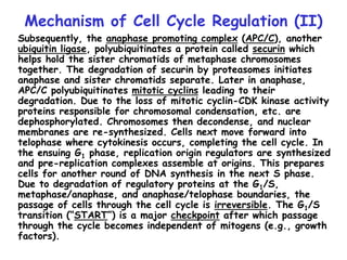 cell cycle regulation.ppt