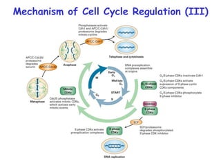 cell cycle regulation.ppt
