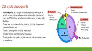 cellcycle_regulation.pptx