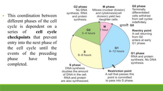 cellcycle_regulation.pptx