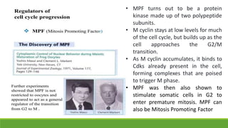 cellcycle_regulation.pptx