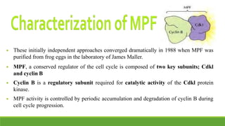 cellcycle_regulation.pptx