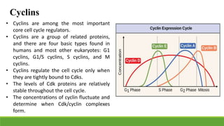 cellcycle_regulation.pptx