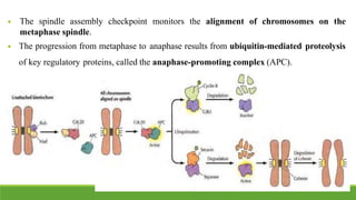 cellcycle_regulation.pptx