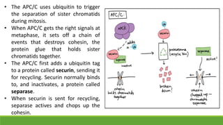 cellcycle_regulation.pptx