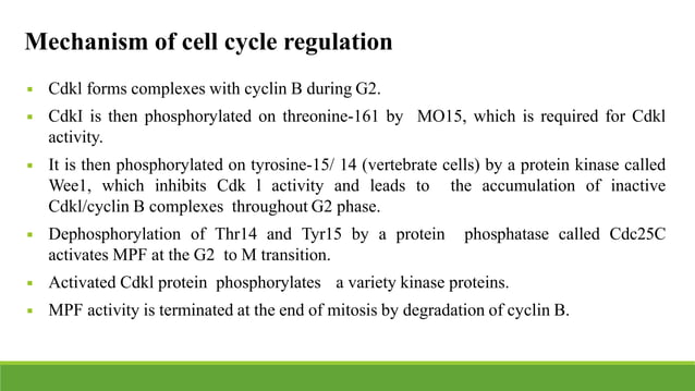 cellcycle_regulation.pptx