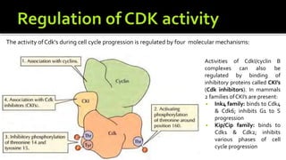 cellcycle_regulation.pptx