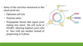 cellcycle_regulation.pptx