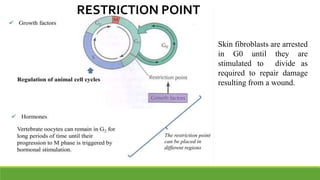 cellcycle_regulation.pptx