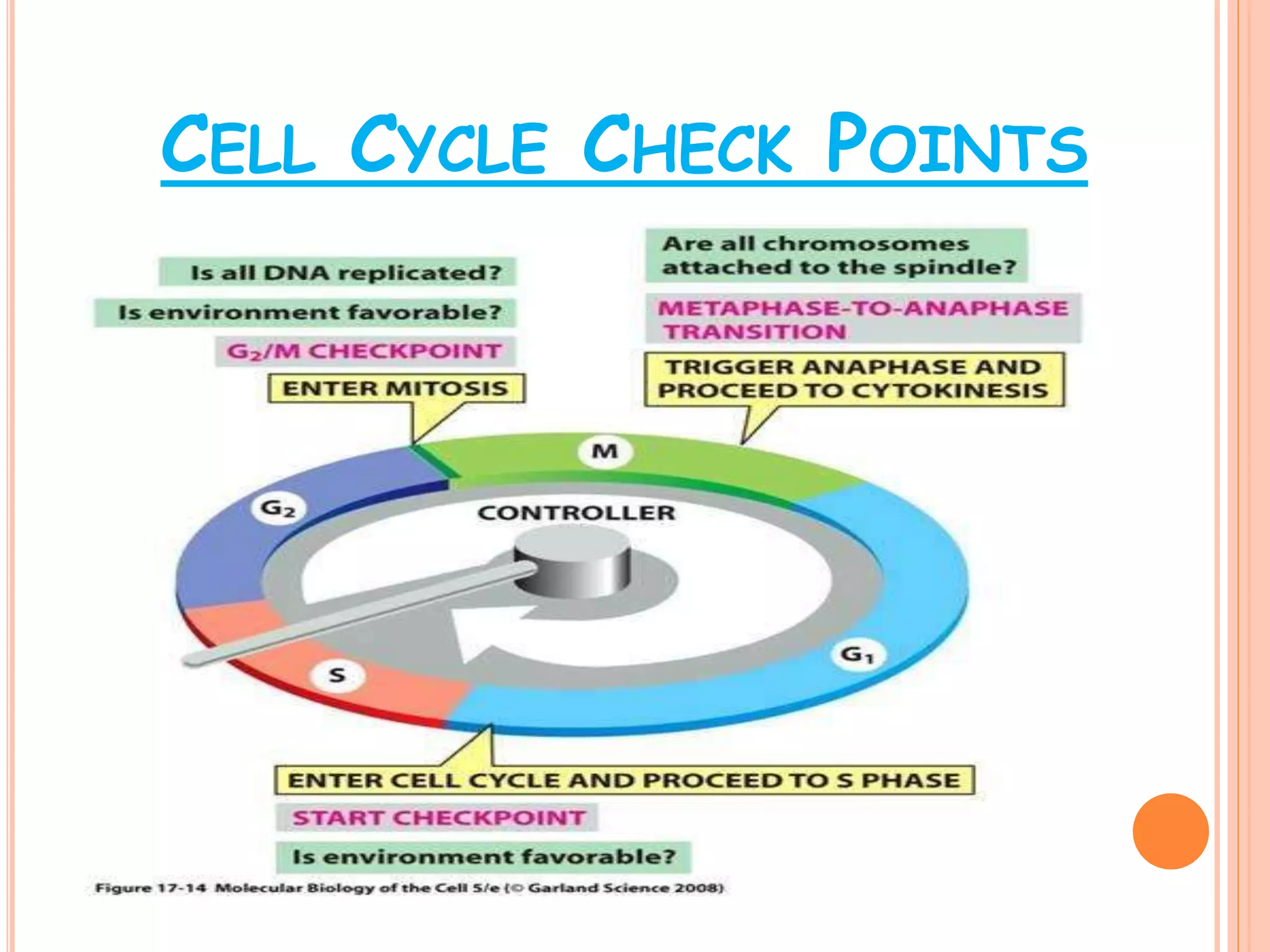 Cell Cycle Regulation | PPT