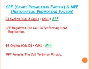 Cell Cycle Regulation | PPTX